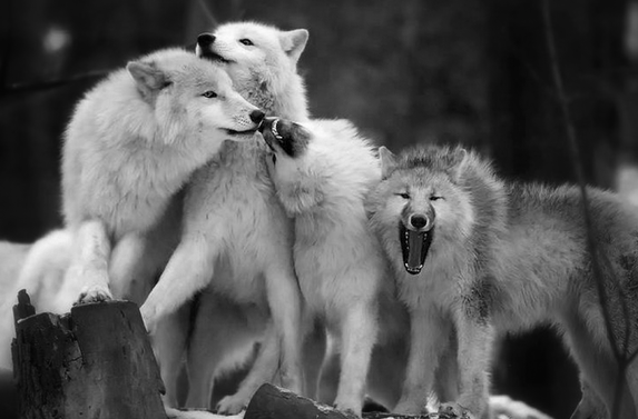 STOP WOLF HUNTS: WOLF PETITIONS