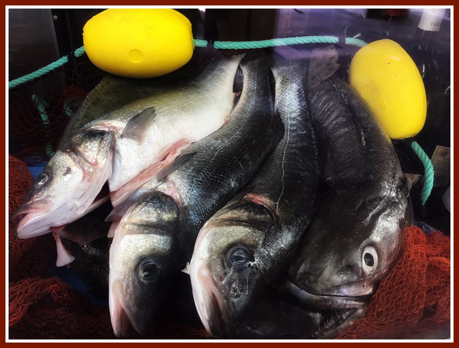 LA MUY DIGNA: EL BOGA-BOGA, TRADICIÓN BARQUEREÑA