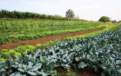 VerdeMente: Os Benefícios da Policultura