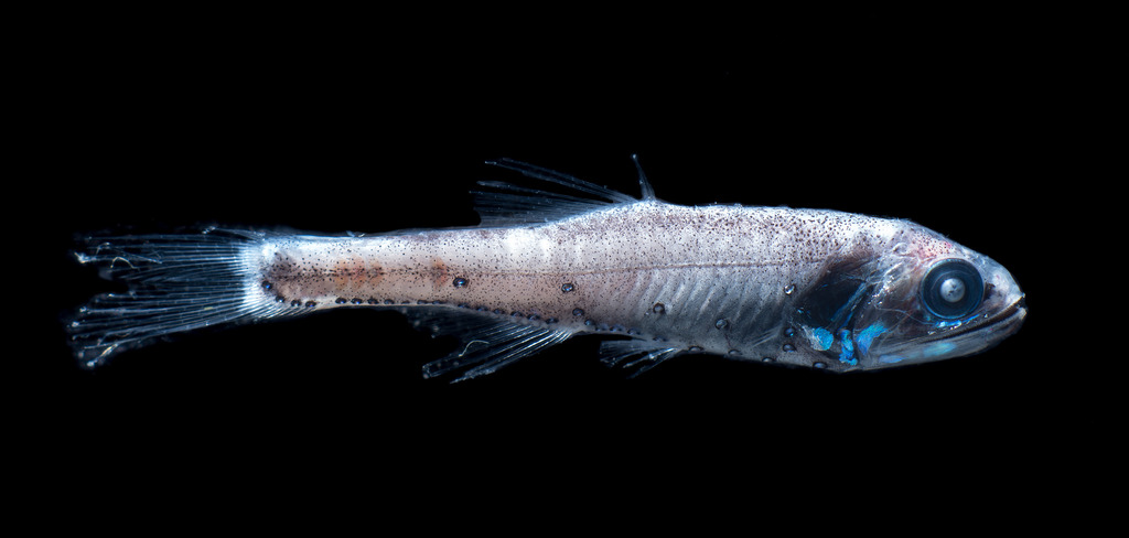 deep sea fish surface | deep sea lantern fish
