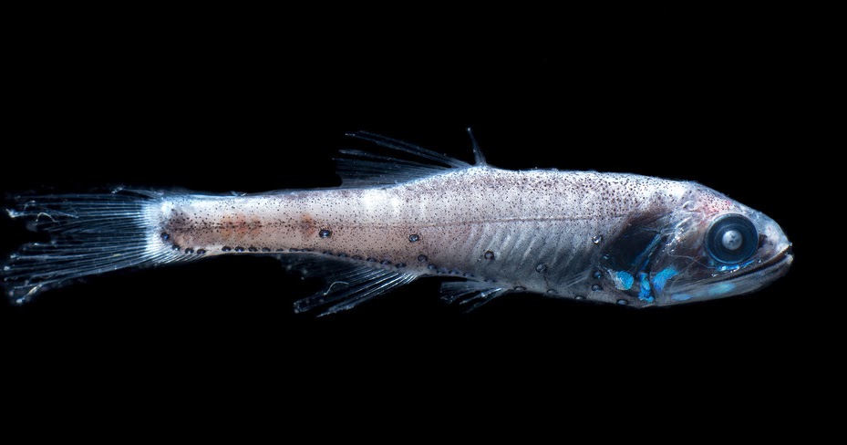 deep sea fish surface | deep sea lantern fish