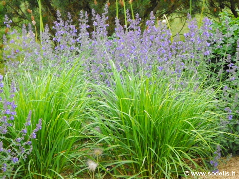 sodelis.lt: Derinys saulėtam gėlynui: akantai, katžolės, vilnotosios ...