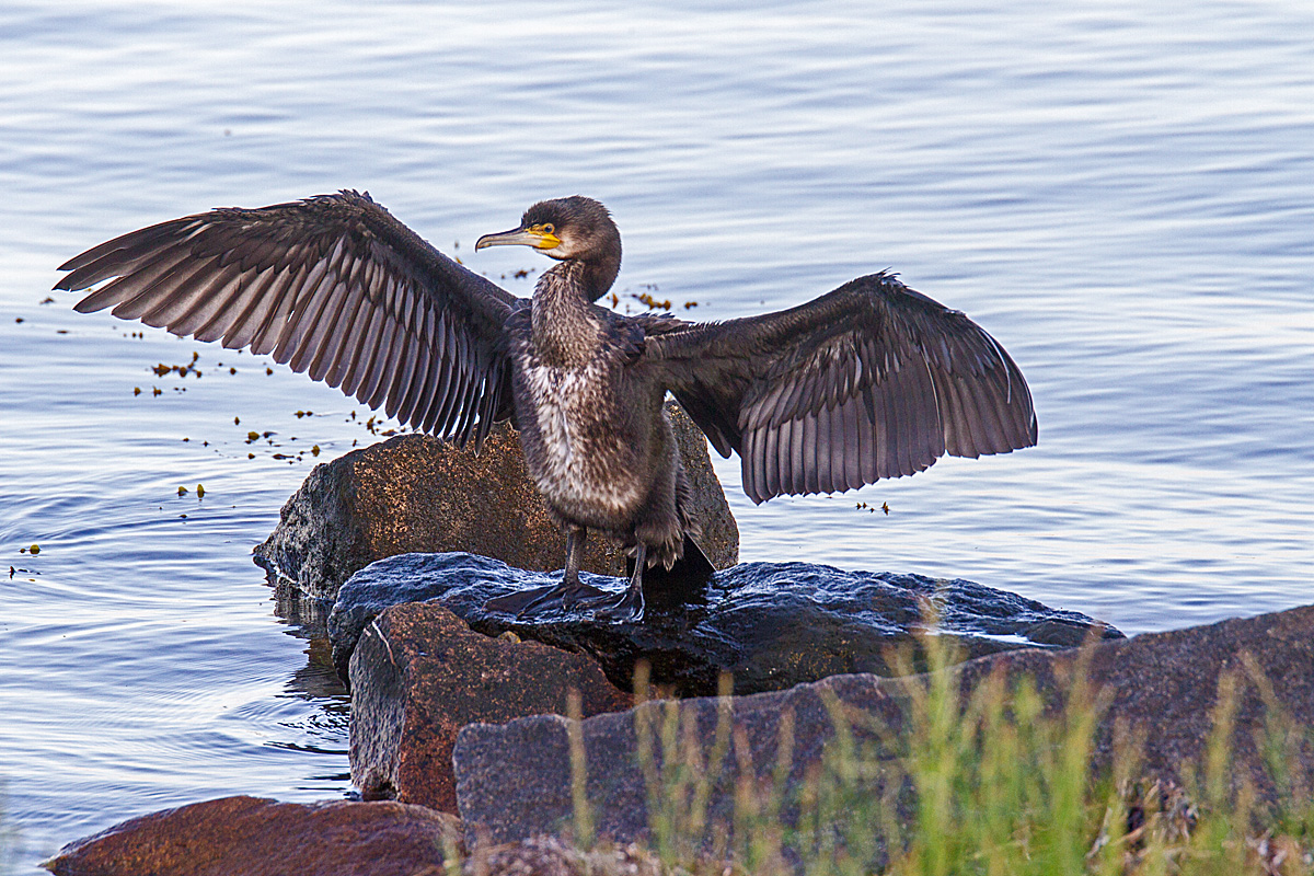 Fra Limfjordens bredder...: Skarv
