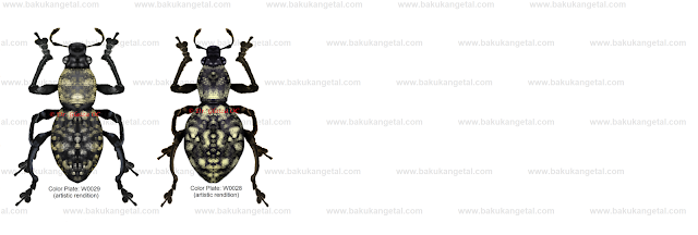 Weevils of the Philippines