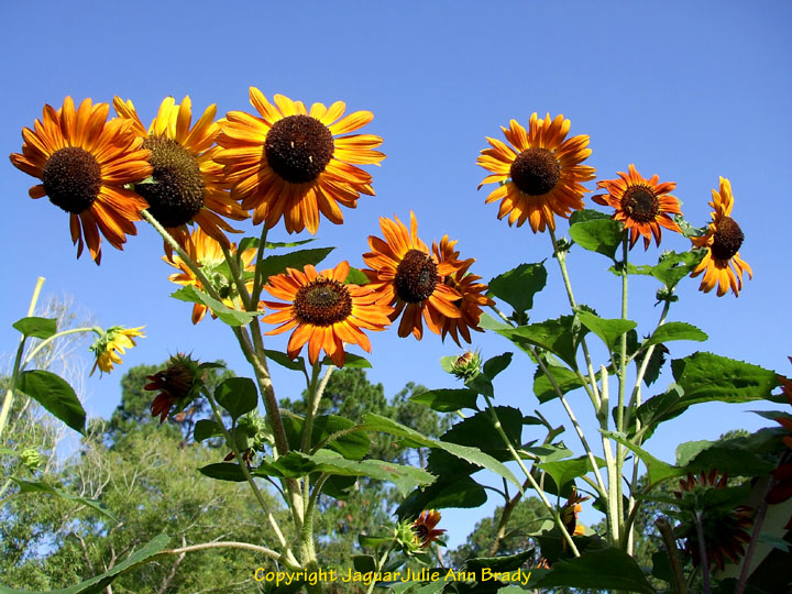 Julie Ann Brady : Blog On: Autumn Beauty Sunflower Pictures
