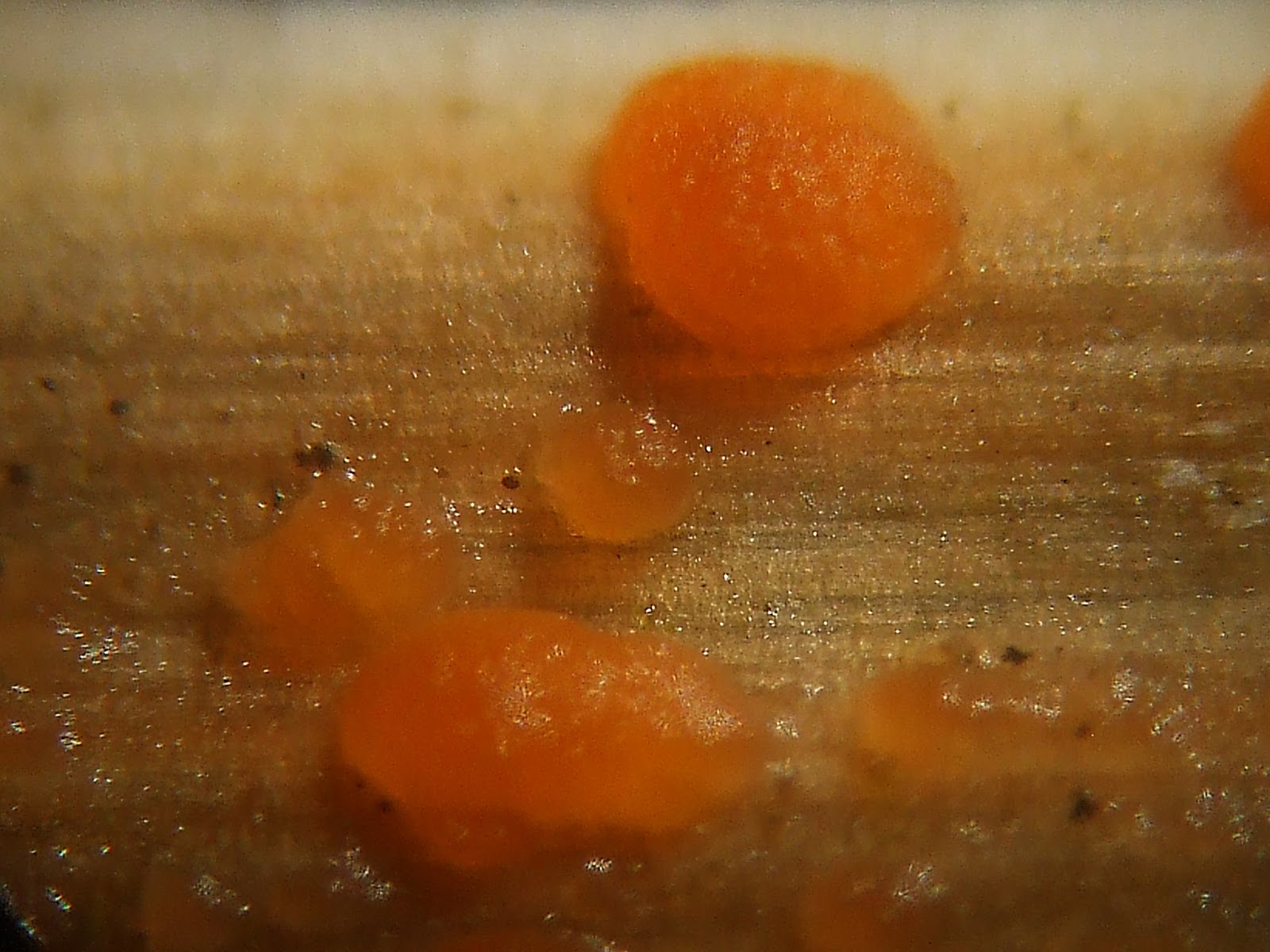 Calderdale Fungi - Halifax Scientific Society - Mycology Section: March ...