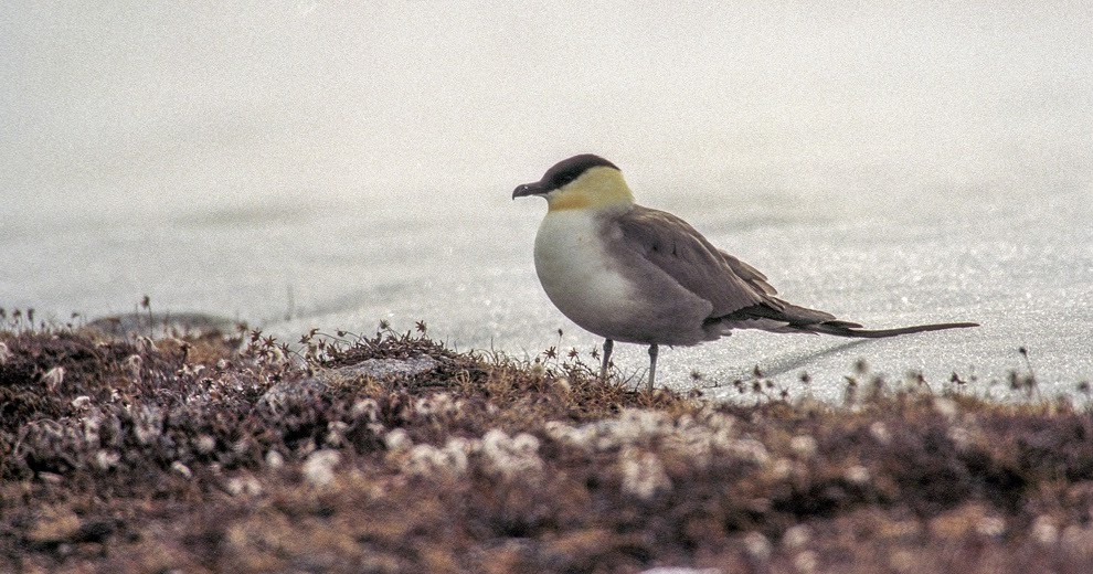 LONG-TAILED JAEGER