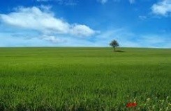 PADANG RUMPUT DAN POTENSI DI LINGKUNGAN MASYARAKAT ~ Ilmu alam dan ...