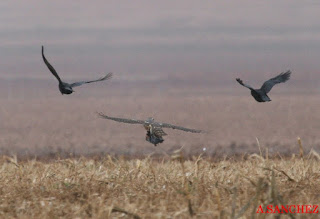 Aves de Aragón : Azor