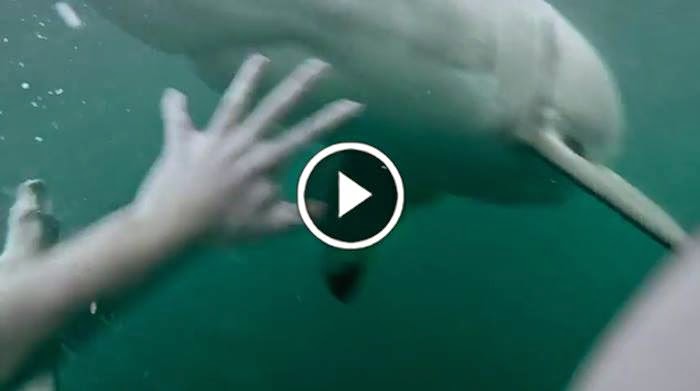 crocodile eats shark