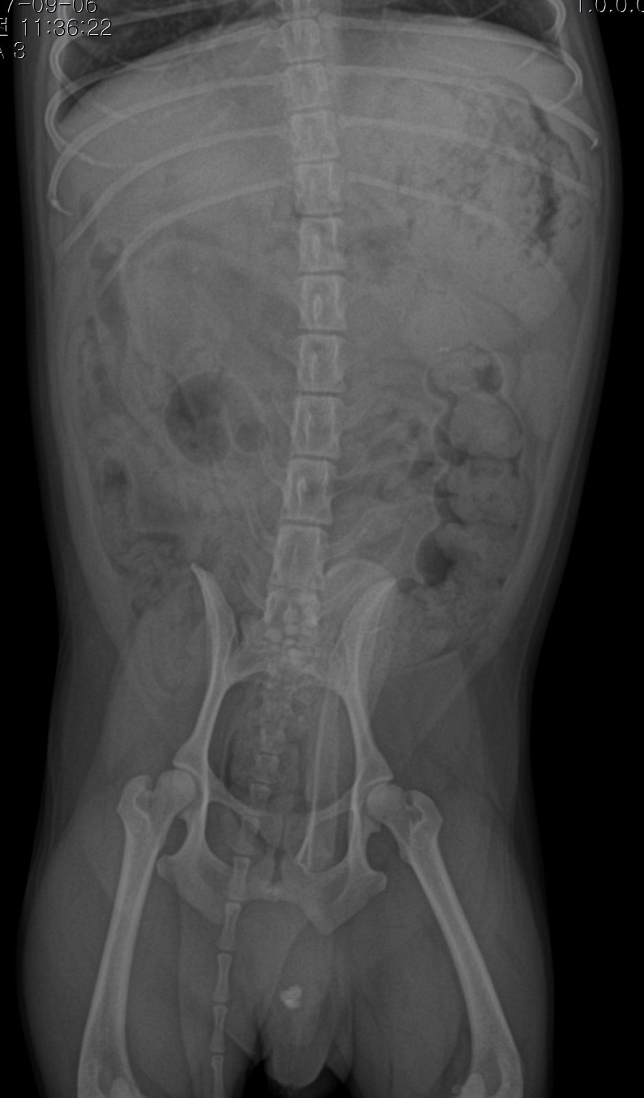 수의진단의학과: 5y intacted male pomeranian with stranguria ; 배뇨곤란