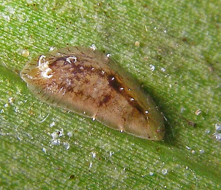 Beyond the Human Eye: Scale insects ....