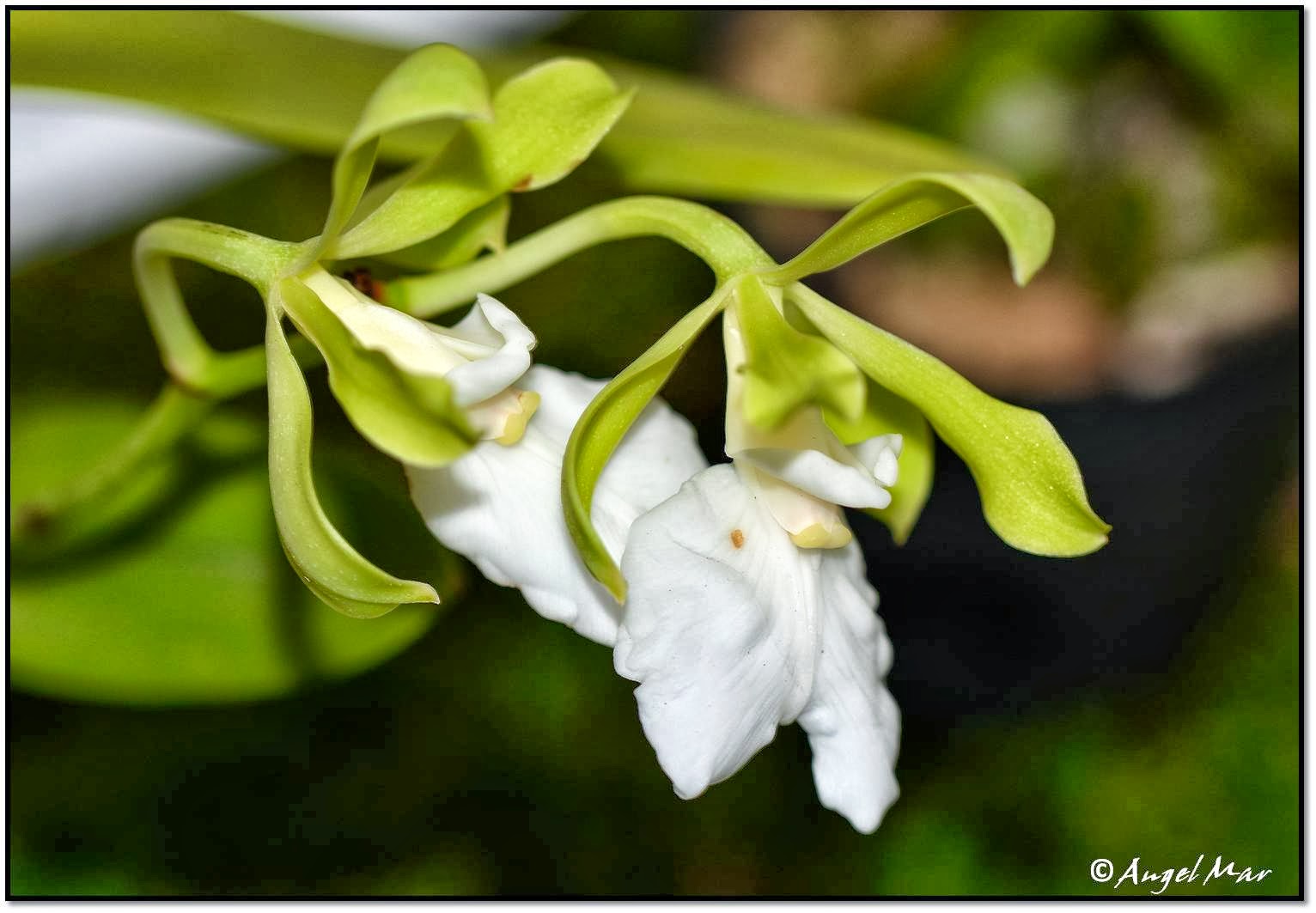 Orquídeas Blog de Angel Mar: Encyclia cordigera variedad alba (Una ...