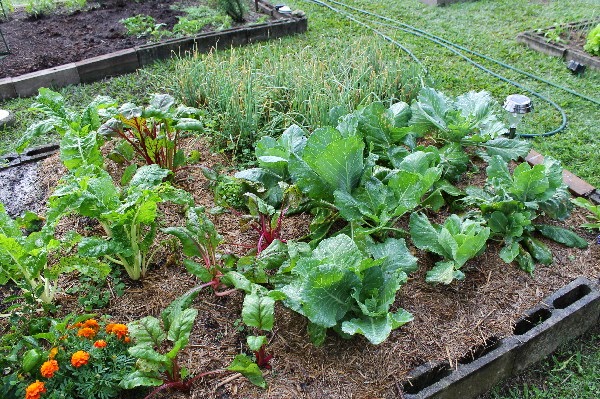 In the vegetable patch | down to earth