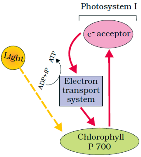 Photosynthesis - Notes | Class 11 | Part 3: Light Reaction