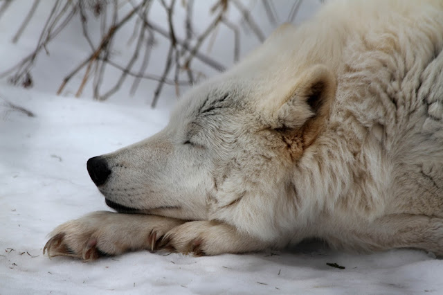 White Wolf : 17 Photos of "Sleeping Wolves" Will Make You Envious to ...