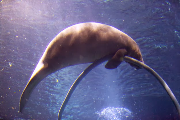 River Safari (Part 2): Rivers of the World - Jefz Lim Photography Blog