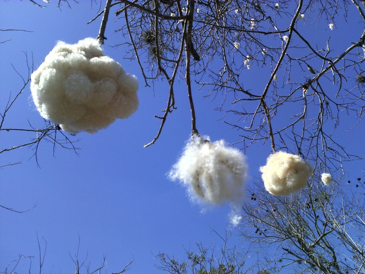 Angostillo, Veracruz, México: Árbol de pochota, pochote o ceiba (Ceiba ...