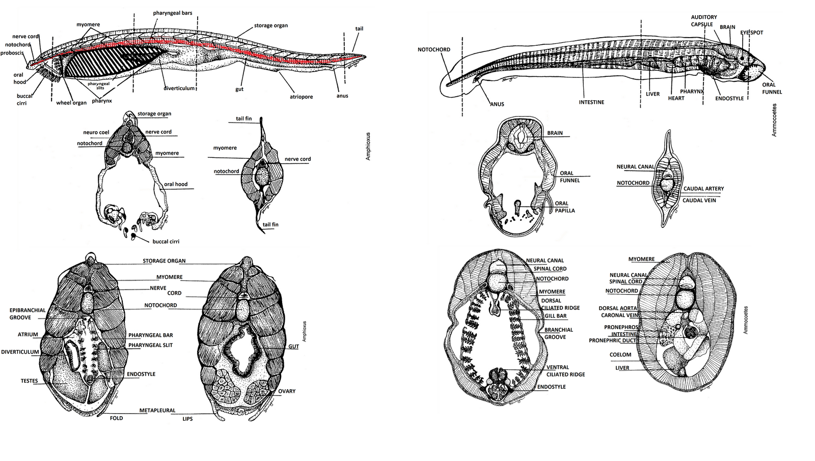 Amphioxus Atrium