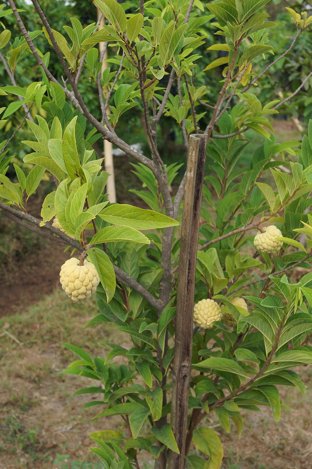 Catatan Kecil Tentang Buah: Srikaya
