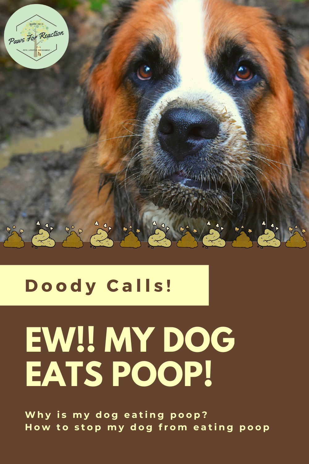 Doody calls: Ask a vet what to do about a coprophagia canine aka dog ...