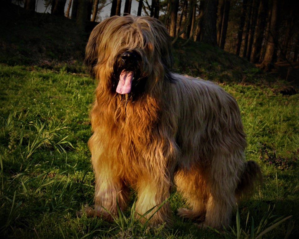 Briard dog French Shepherd history, breed information, price ...