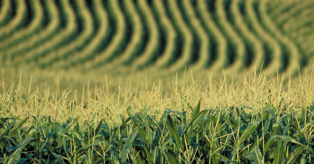 Corn Agronomy: Preliminary Silage Yields for the UW Corn Hybrid ...