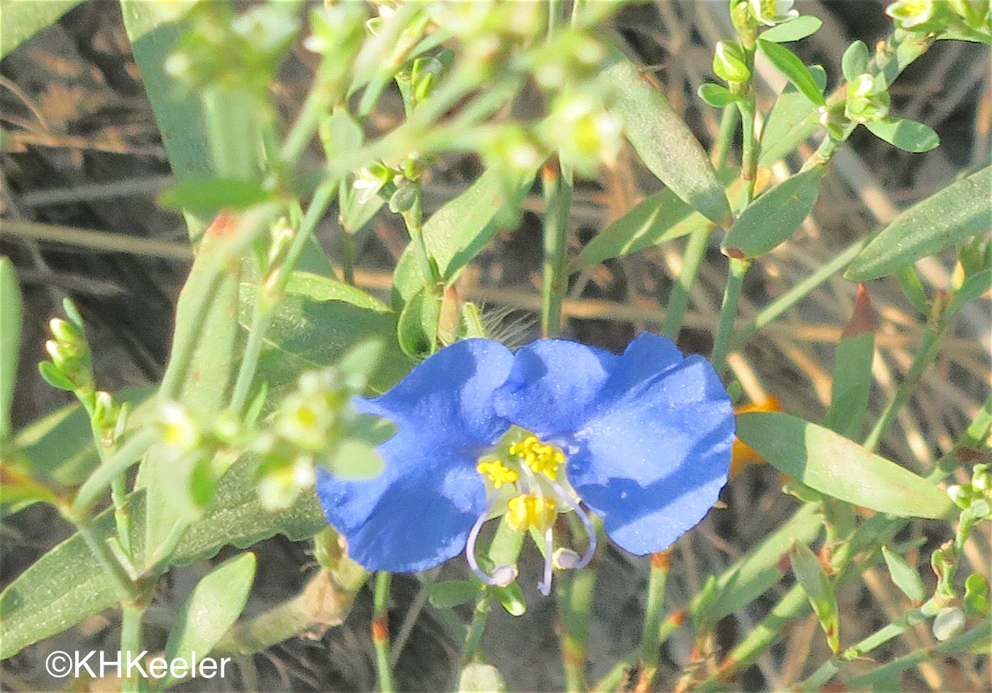 A Wandering Botanist: Plant Story--Day Flower, Commelina