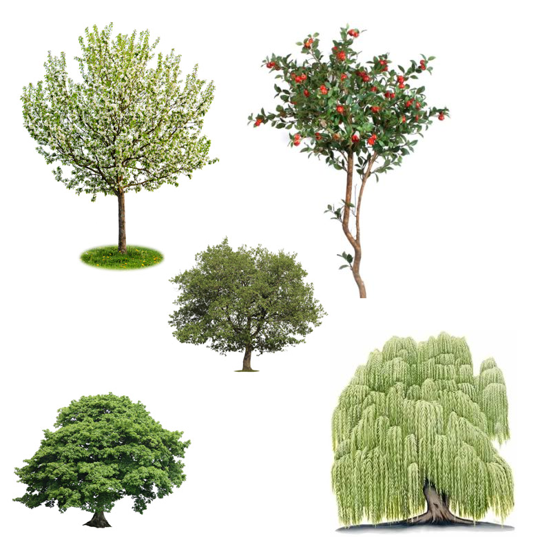 A Struggle To Survive - Dev Blog: The Evolution of Trees