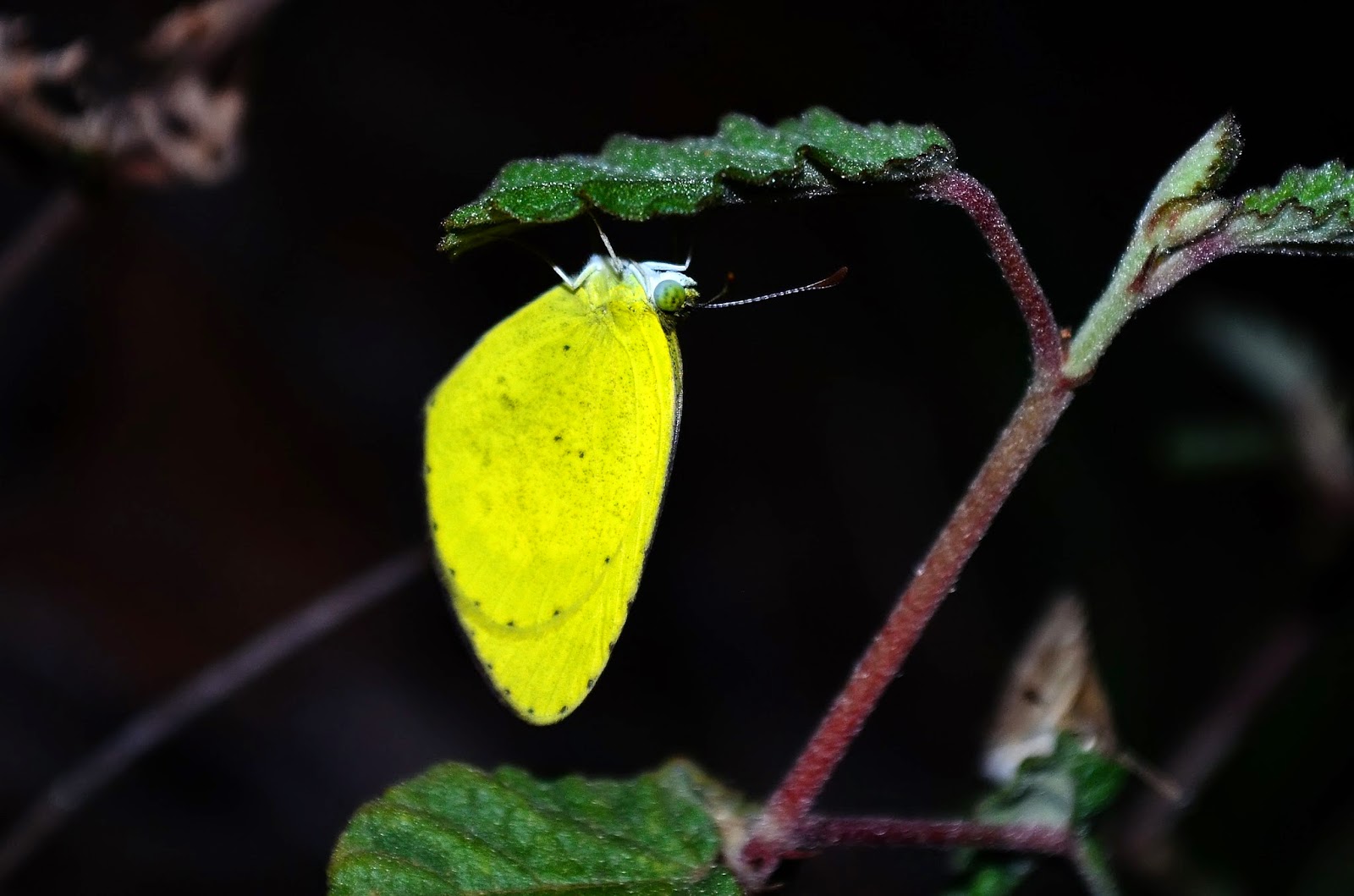 Biodiversity of Bharathidasan University: SpotlessGrass Yellow Butterfly