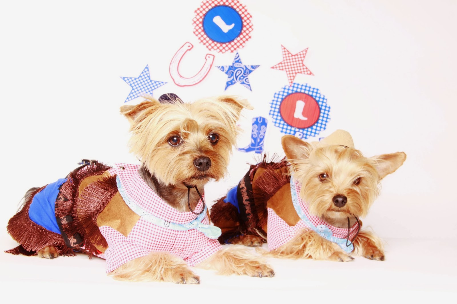 Wandering Chewy: It's a double western doggity birthday pawty...YEEHAW!