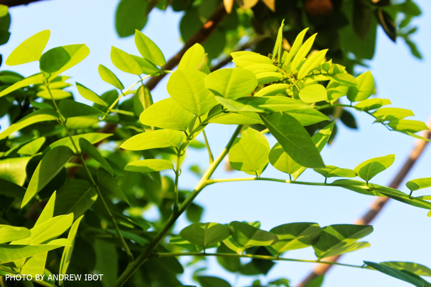 Ako si ANDREW IBOT!: Kakawate (Gliridia sepium (Jacg.) Steud)