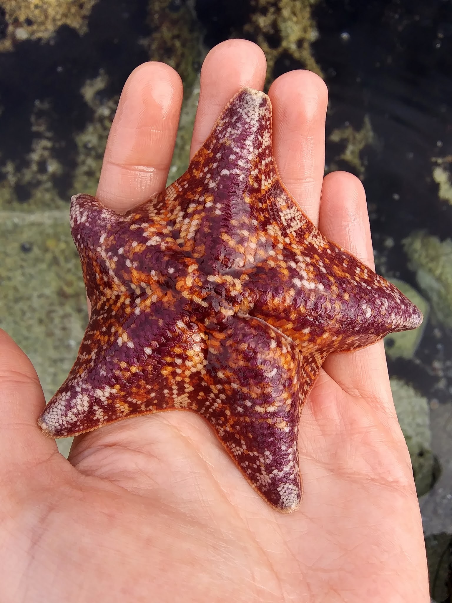 Intertidal Zone Starfish