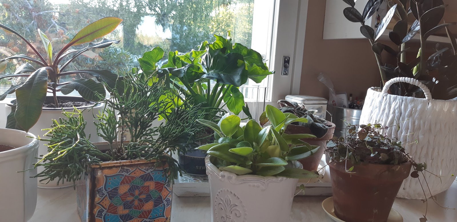 Tulihan Tehtyä: Viherkasvit