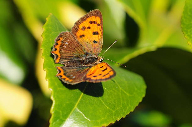 Cholsey Wildlife: Small Copper and some Moths