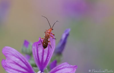 Pescalune Photo: Télephore fauve (Rhagonycha fulva), Common Red Soldier ...