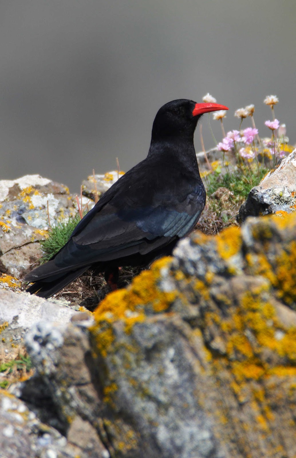 Wildlife in Cornwall: Cornish Chough (Pyrrhocorax pyyrrhocorax)
