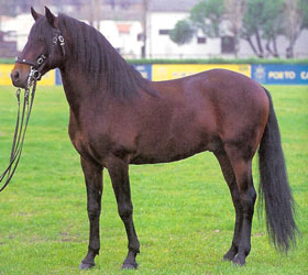 CABALLOS POR EL MUNDO: Alter Real