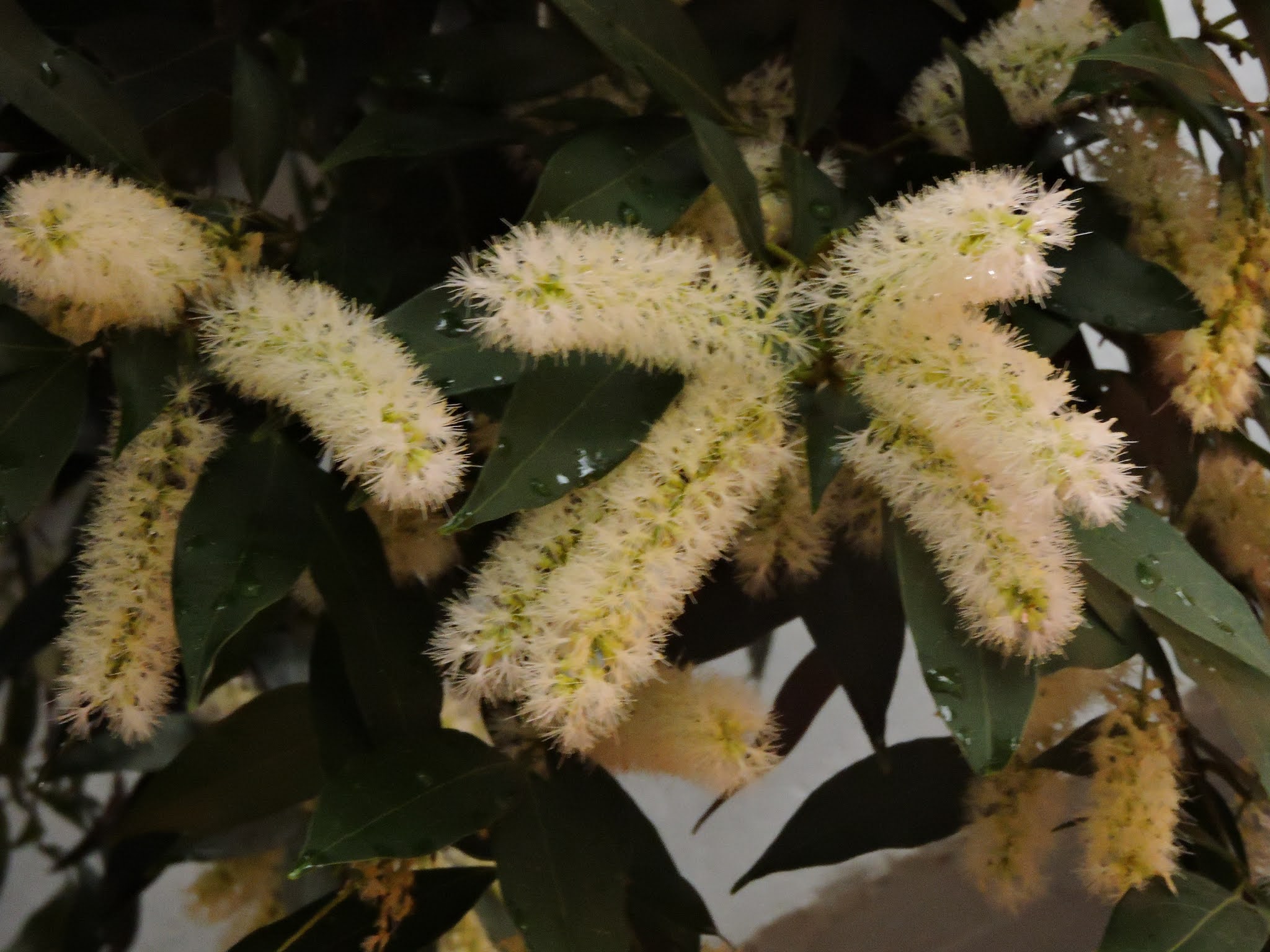 Fabaceae - Leguminosae no Brasil: Inga