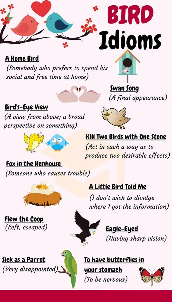 Magic Kids Courses: Bird Idioms สำนวนที่เกี่ยวกับนกมีหลายสำนวน เพื่อนๆ ...