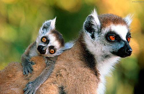 ANIMALS PLANET: Wild Animals