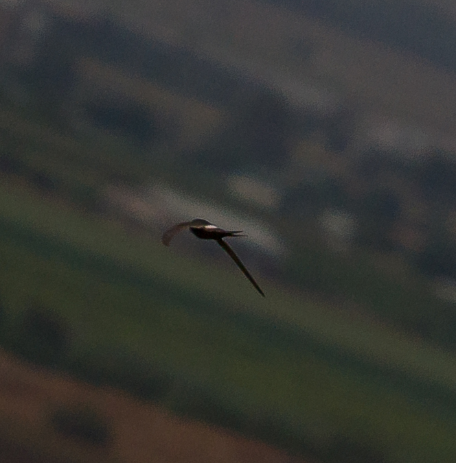 AVESANTURTZI: VENCEJO CAFRE