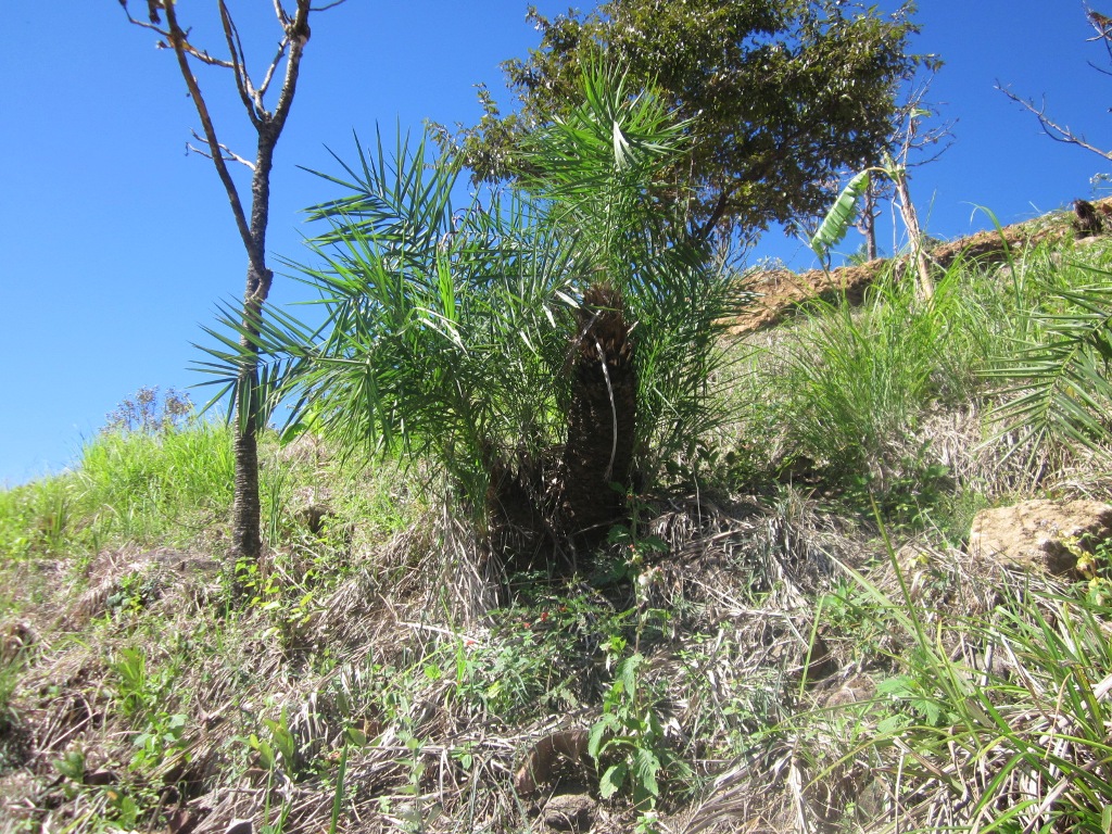 Cycad (Eenthu) | KERALA NATURE AND AYURVEDA