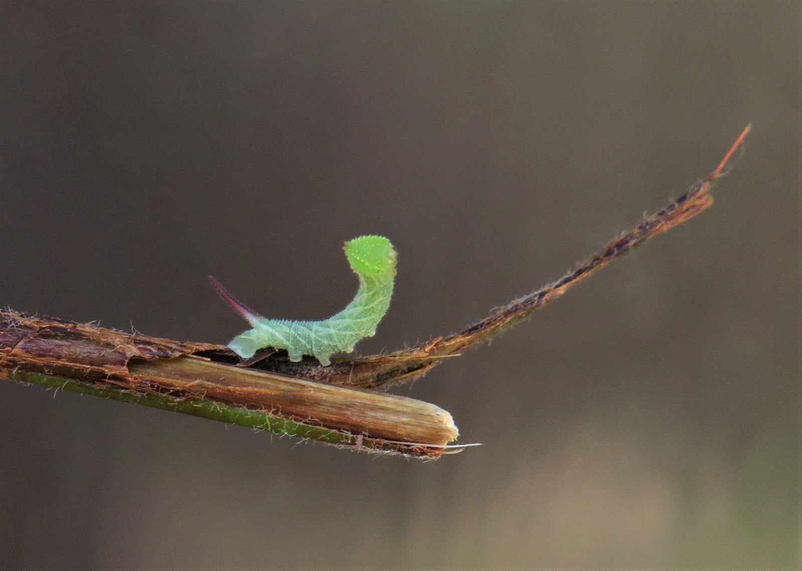 Binoculars, net and bug pots...: Rearing an Eyed Hawk-moth family