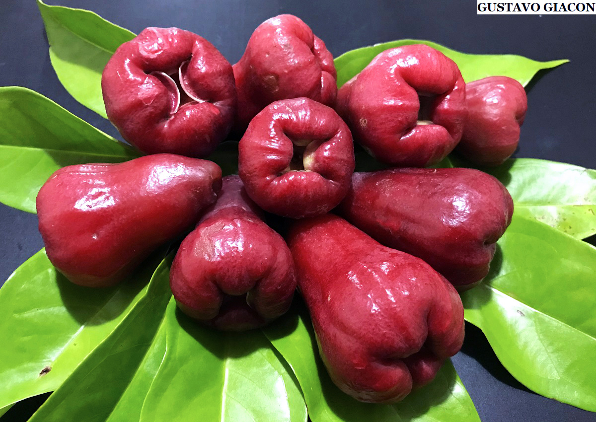 Viveiro Ciprest - Plantas Nativas e Exóticas: Jambo Vermelho Escuro ou ...