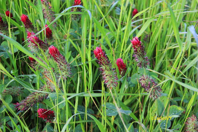 Plantas silvestres de Asturias: Trébol rojo, trébol encarnado ...