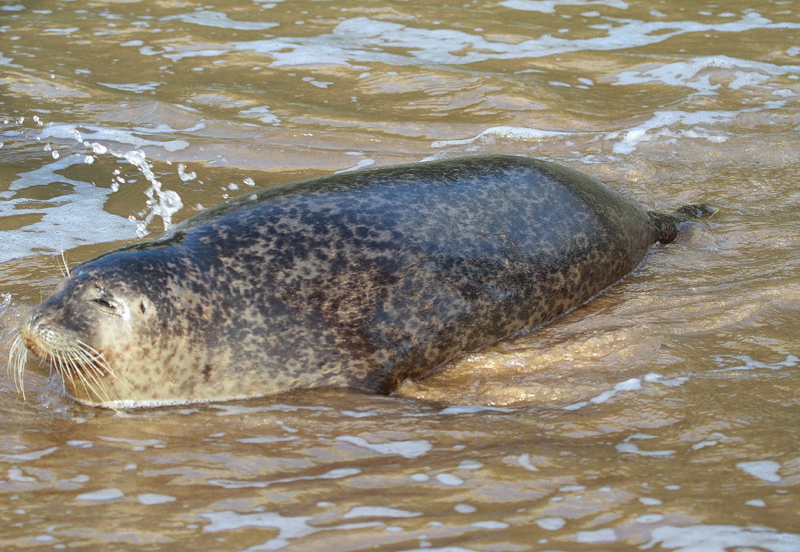 AVESANTURTZI: FOCA COMUN