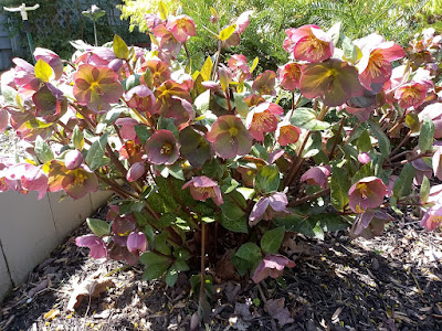 Future Plants by Randy Stewart: Helleborus