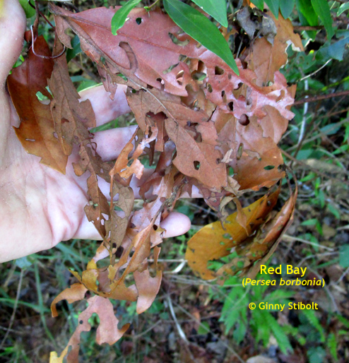 Green Gardening Matters: An update: red bay trees that died back from ...