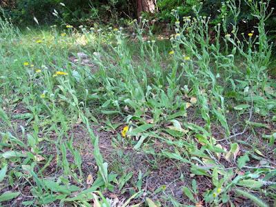 FLORA NEL SALENTO e.. anche altrove: Pulicaria odora (L.) Rchb ...